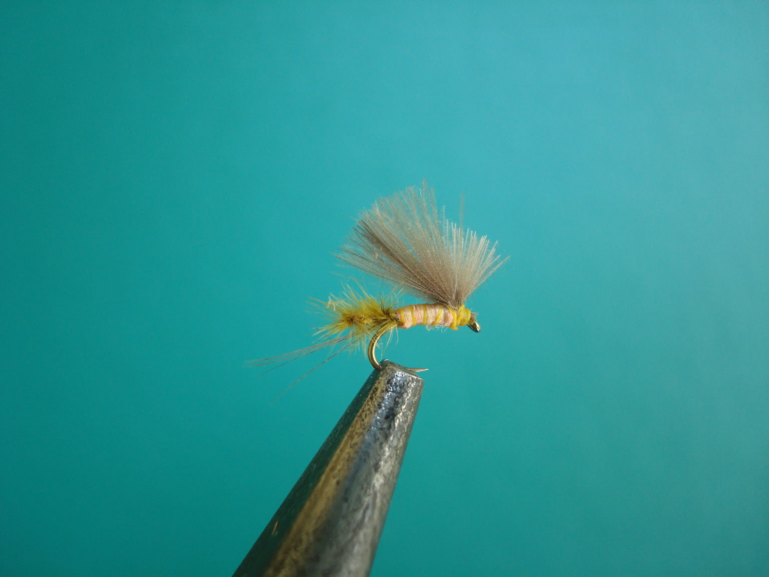 MOSCA SECA